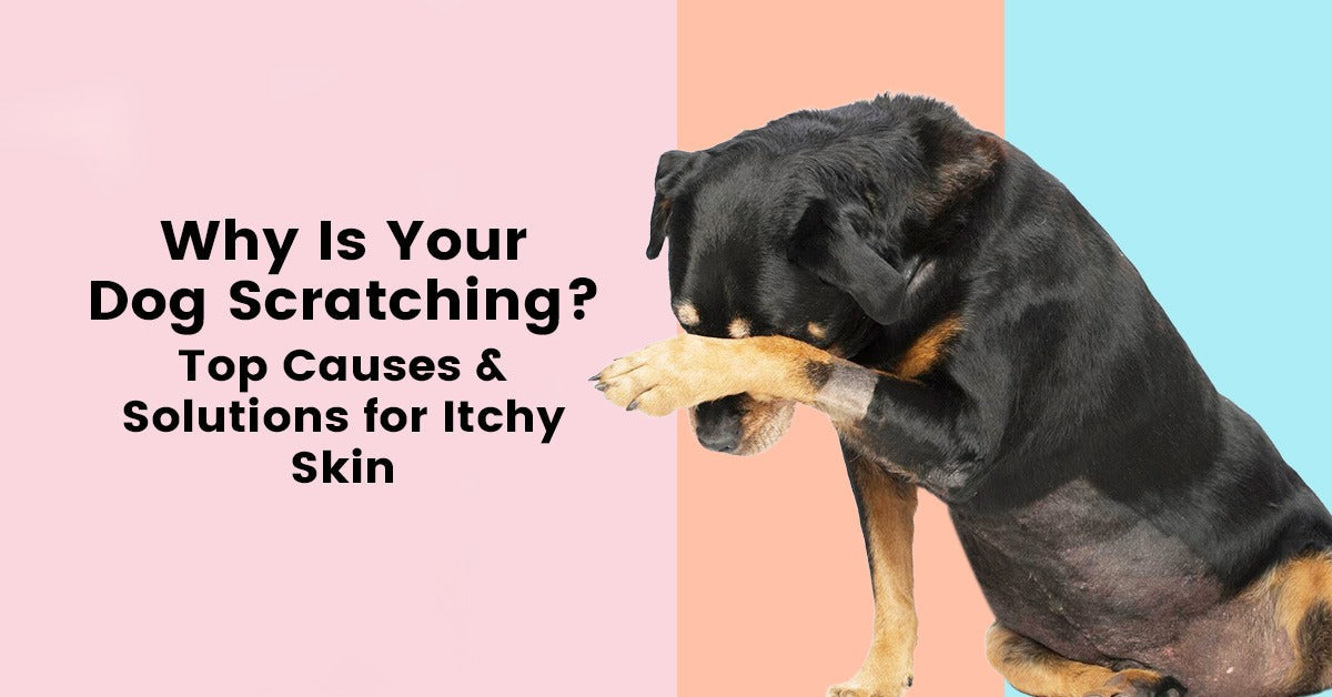 Causes & Solutions For Itchy Skin For Your Dogs By Telltails